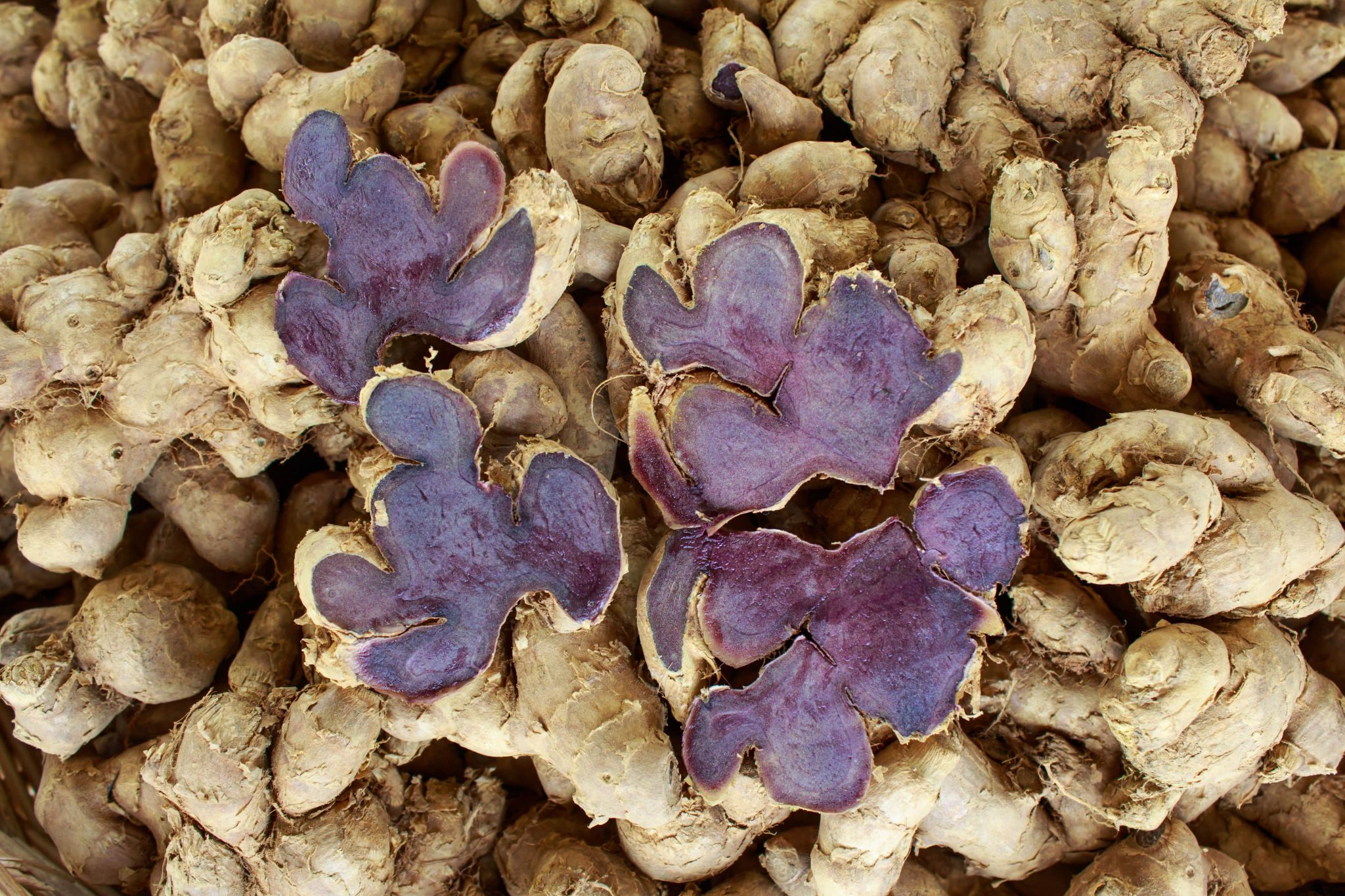 Black Ginger