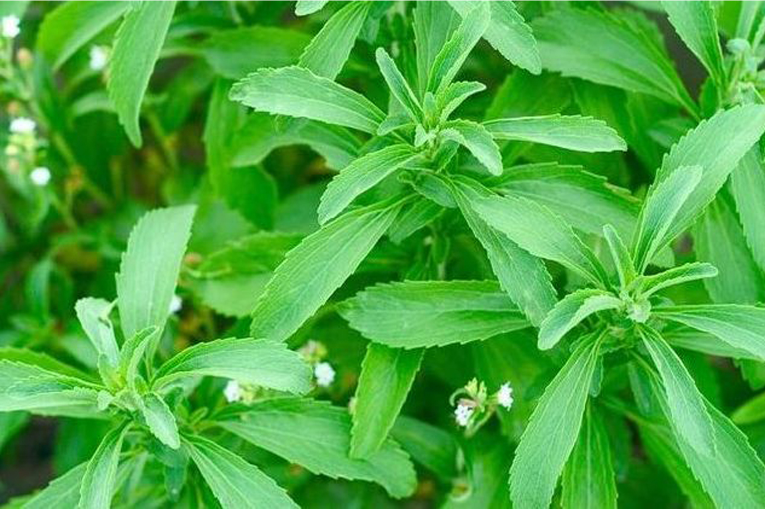 SteviaBH-24(Stevia rebaudiana)All natural sugar substitute - Thai ...